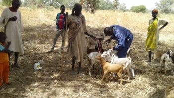 Goat rearing brings hope in South Sudan | ACT Alliance